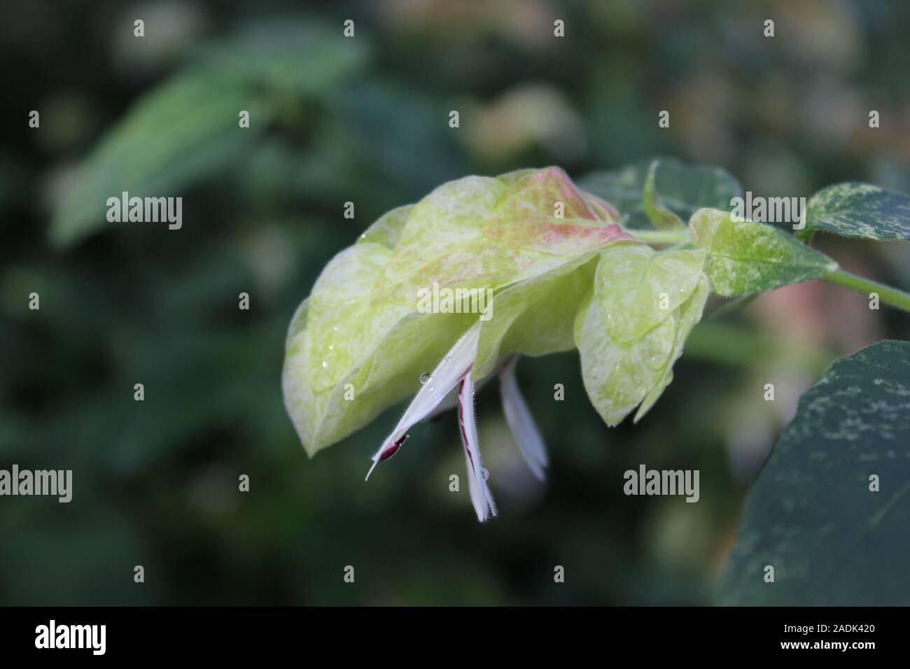 Justicia brandegeana shrimp plant hi-res stock photography and images ...