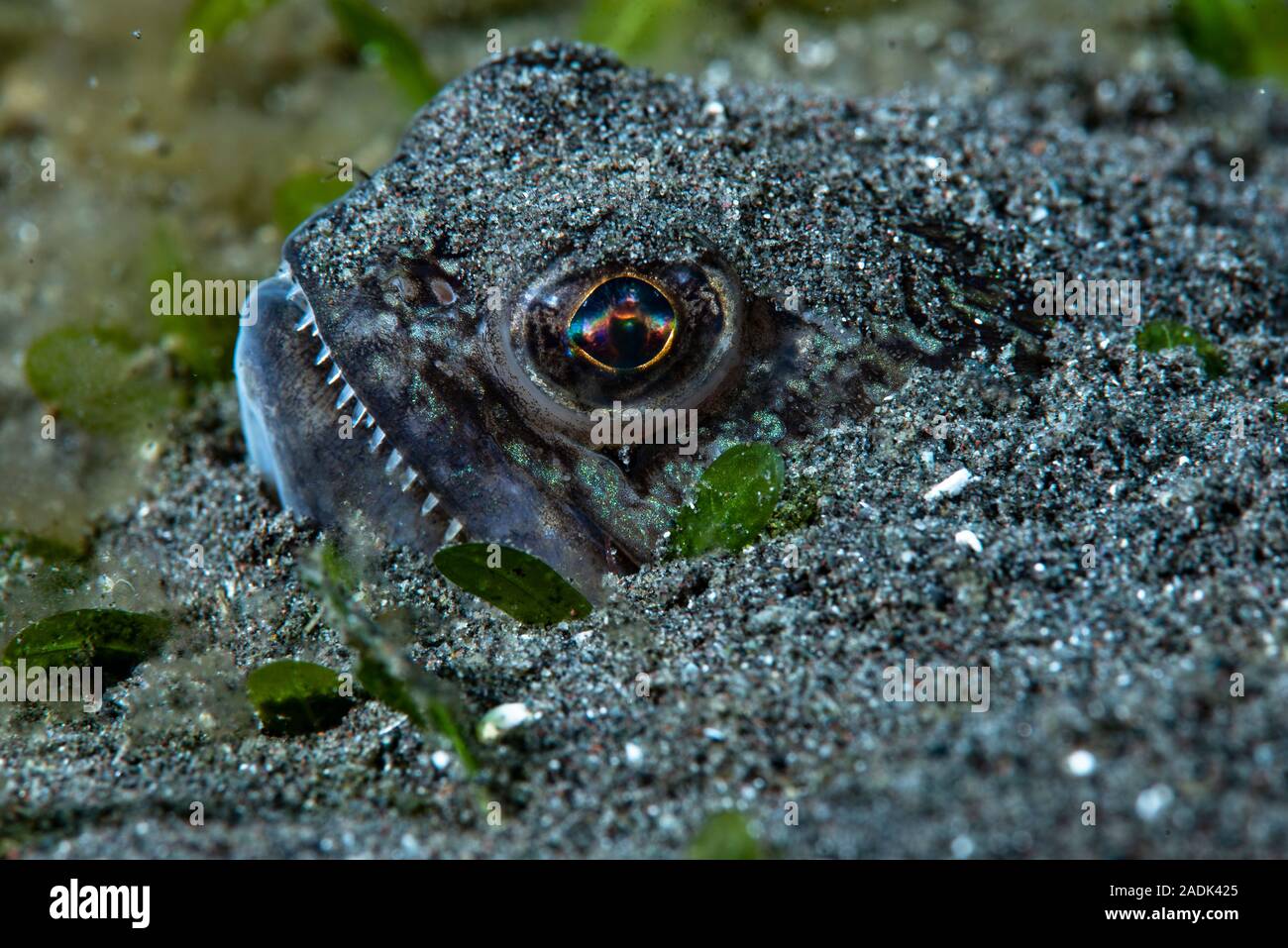 Deep sea lizardfish hi-res stock photography and images - Alamy