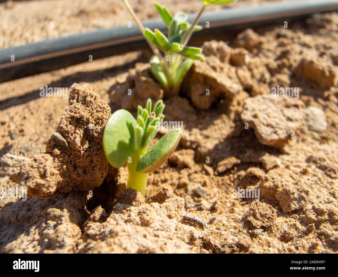 small green peas are sprouting Stock Photo - Alamy