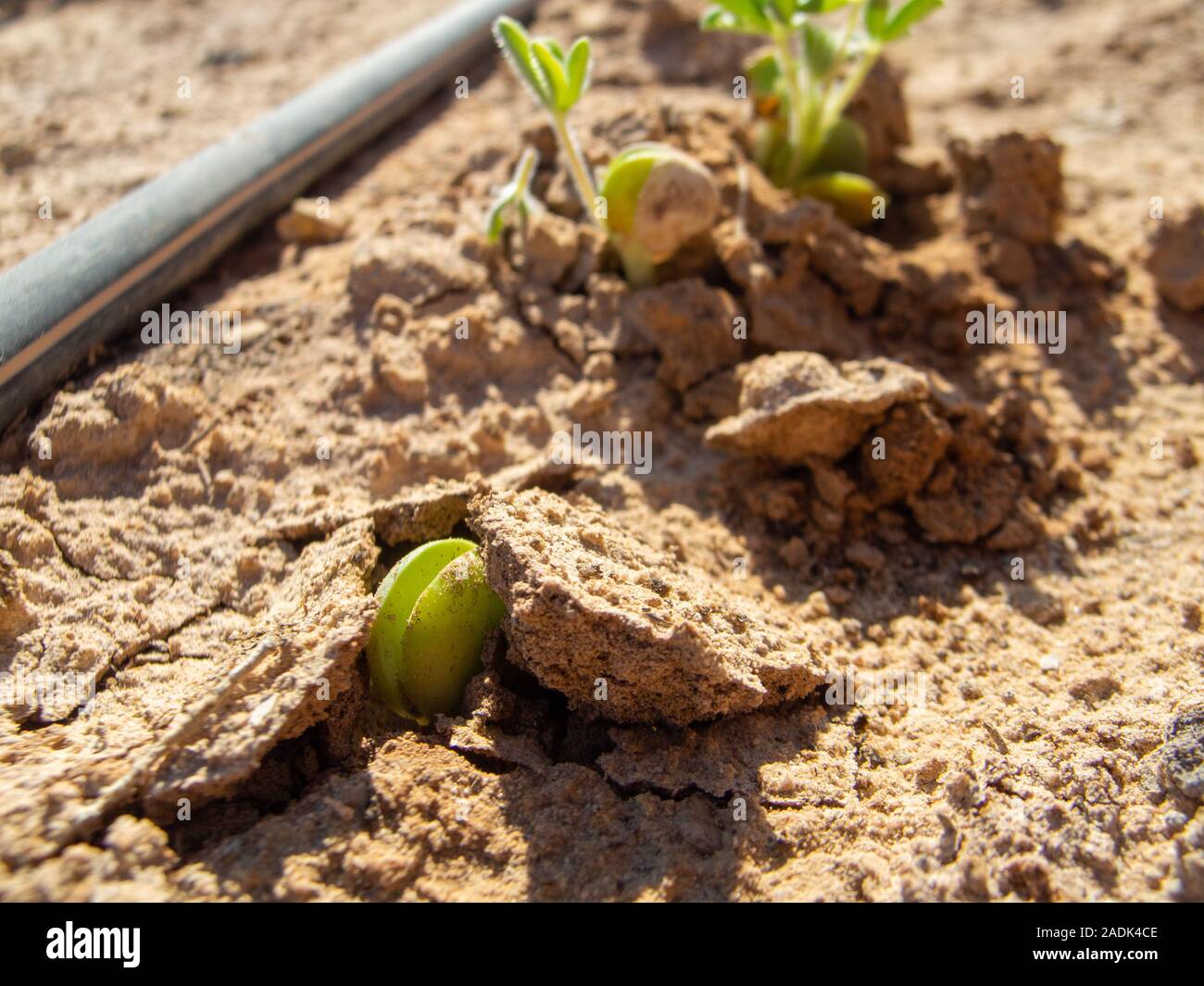 small green peas are sprouting Stock Photo - Alamy