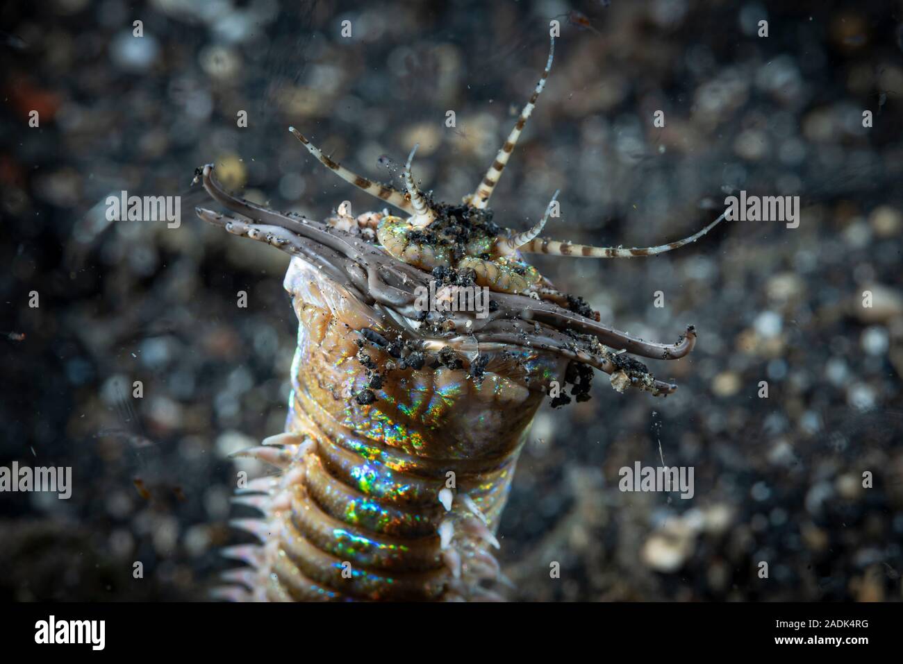 Bobbit worms hi-res stock photography and images - Alamy