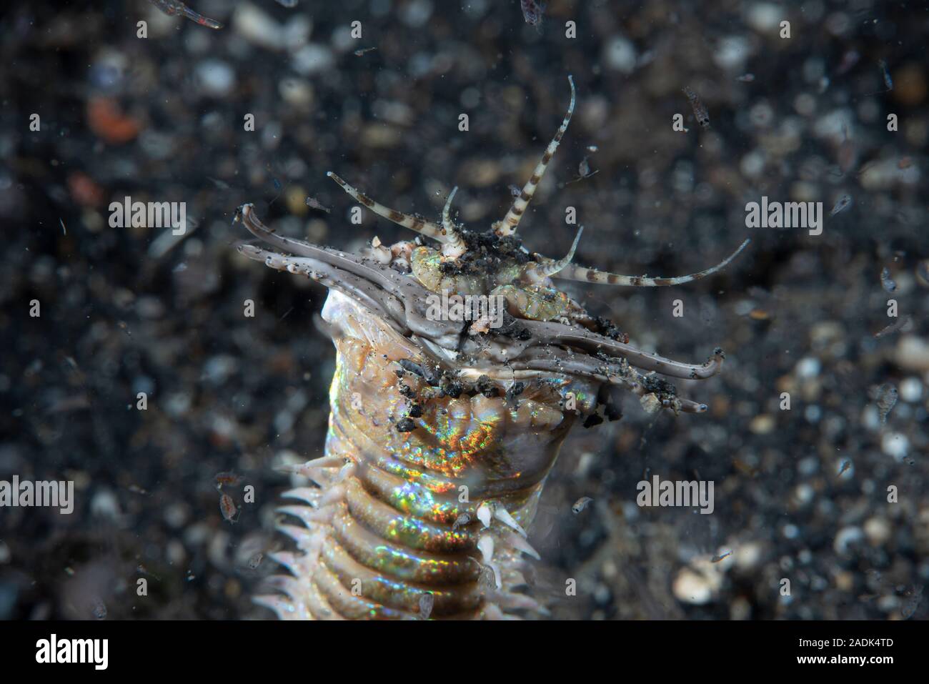 Bobbit Worm Eunice aphroditois Stock Photo - Alamy