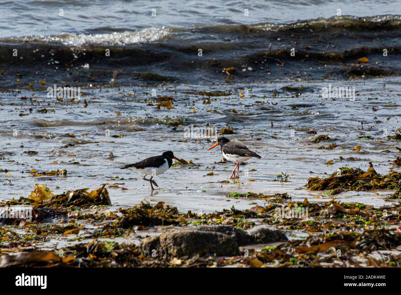 Porthloo beach hi-res stock photography and images - Alamy