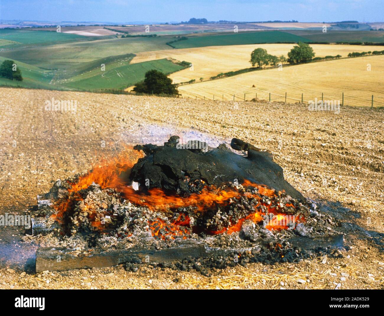 The carcass of a BSE-infected cow being burnt in a Dorset field. BSE ...