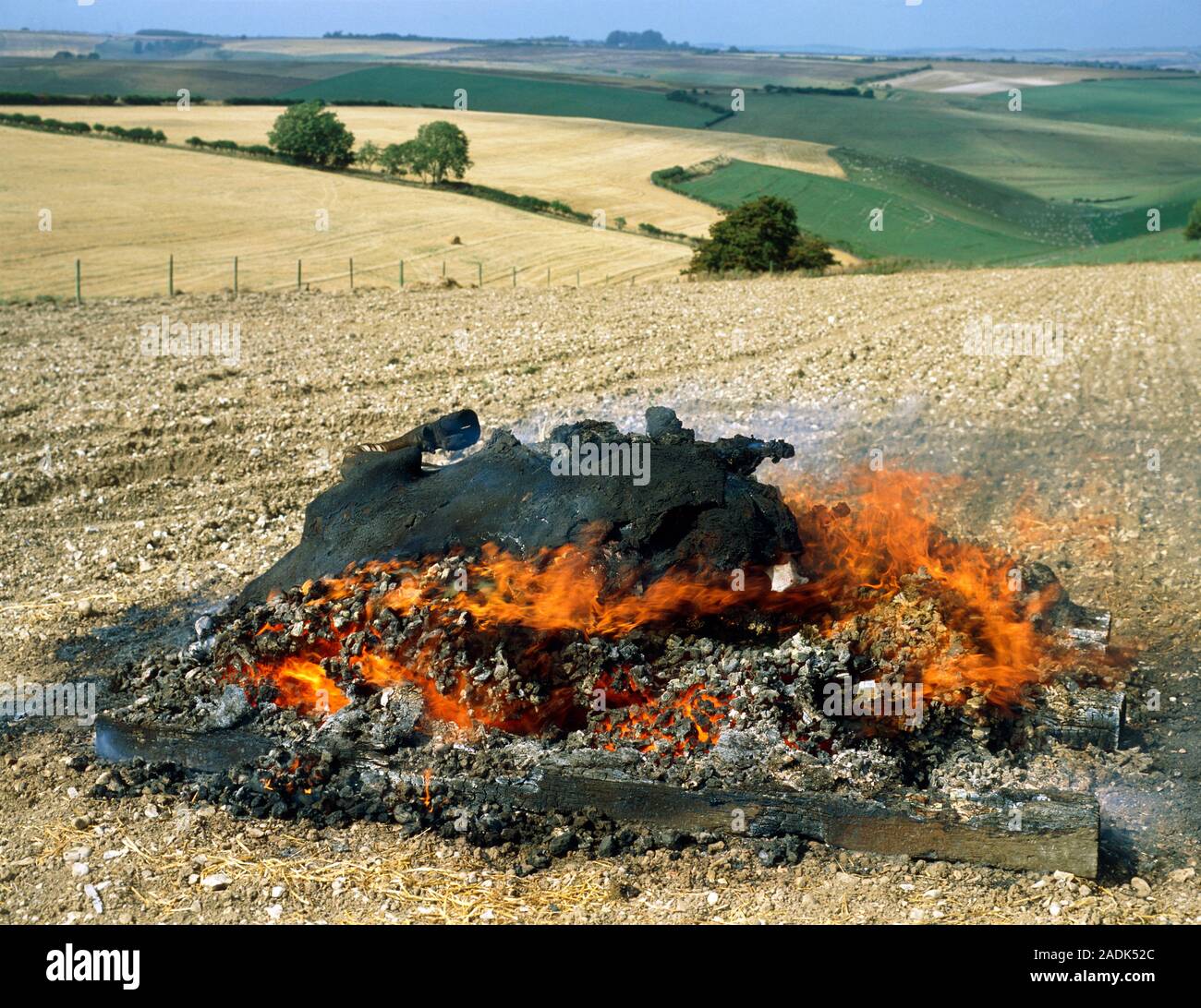The carcass of a BSE-infected cow being burnt in a Dorset field. BSE ...