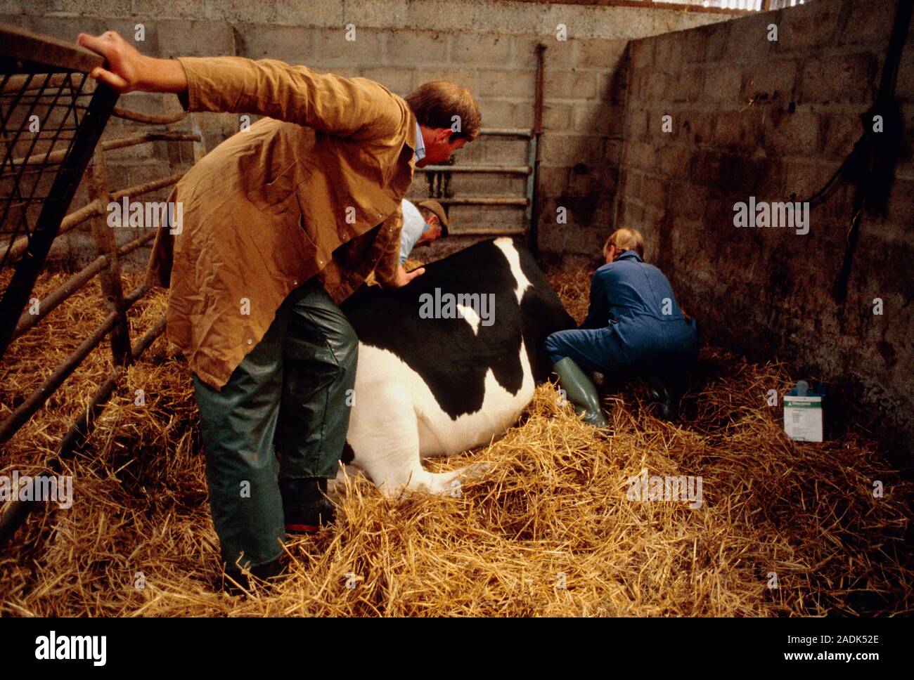Euthenasia of a BSE-infected cow. BSE (bovine spongiform encephalopathy ...