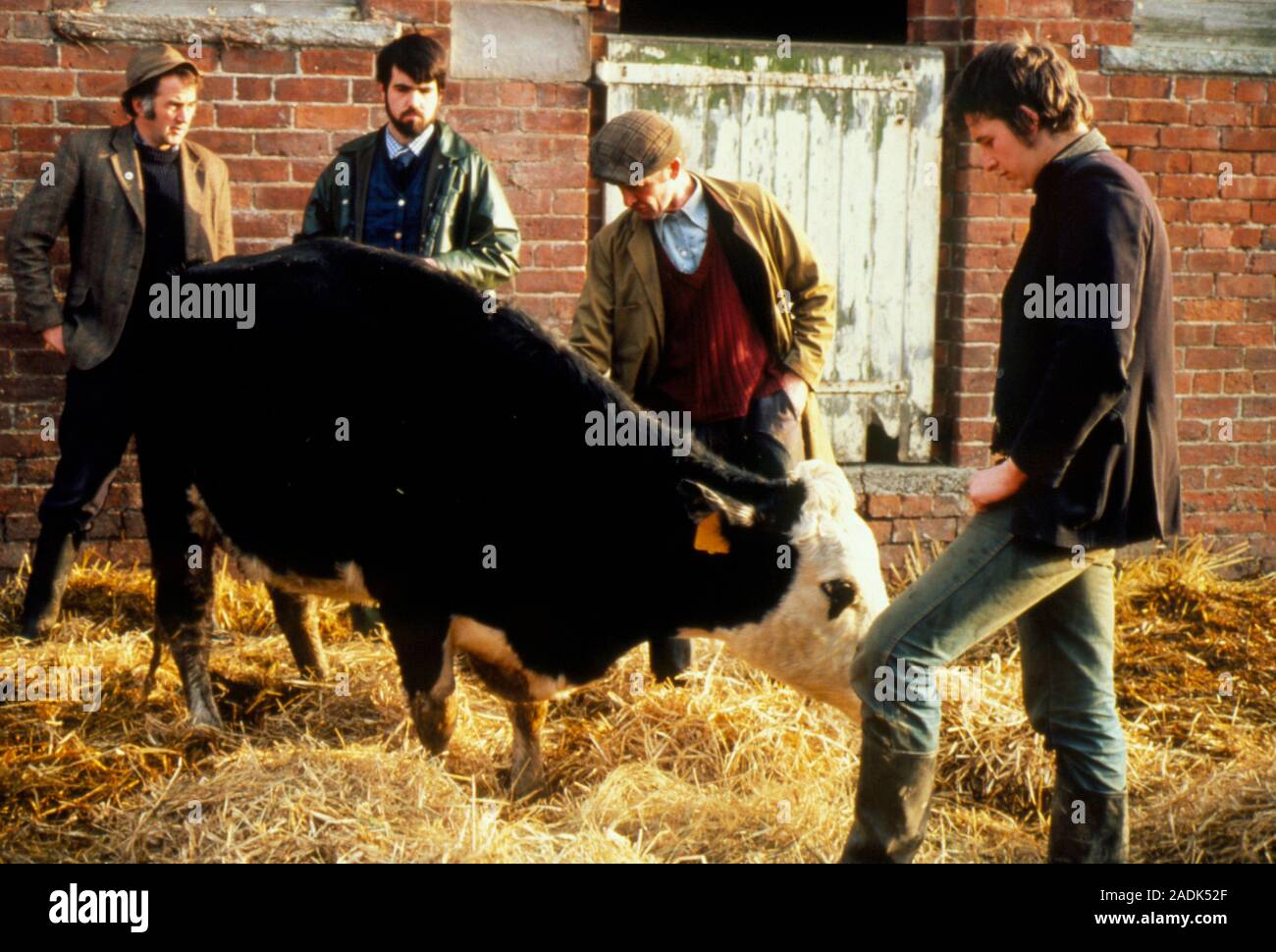 Examination of a cow showing uncoordinated movements characteristic of ...