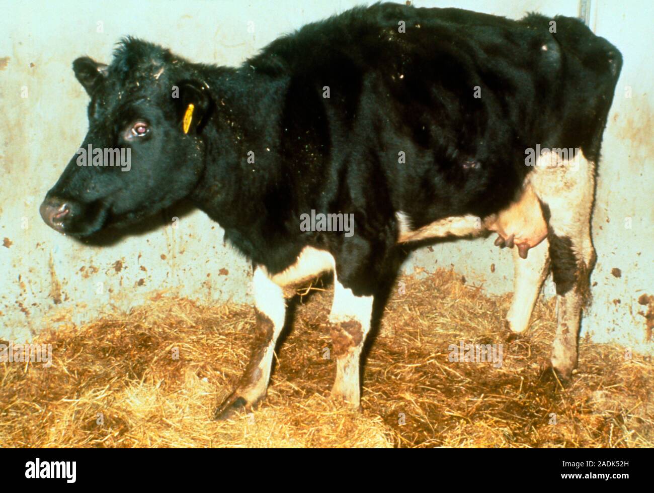 Spongiform Encephalopathy) or 'mad cow' disease. BSE-infected cows ...