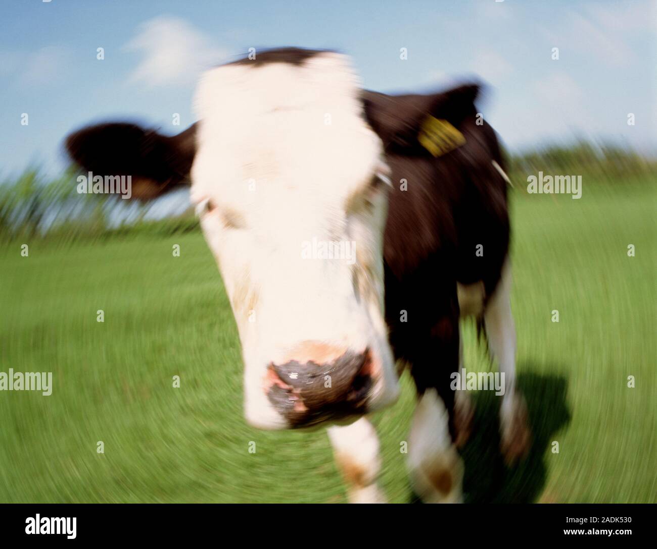 Mad cow disease. Photograph simulating a cow suffering from mad cow ...