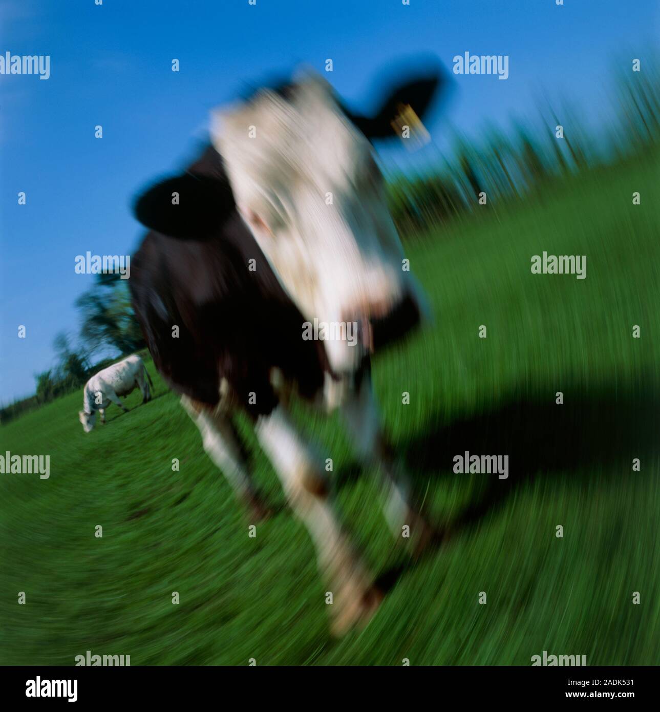 Mad cow disease. Cow suffering from mad cow disease or BSE (bovine ...