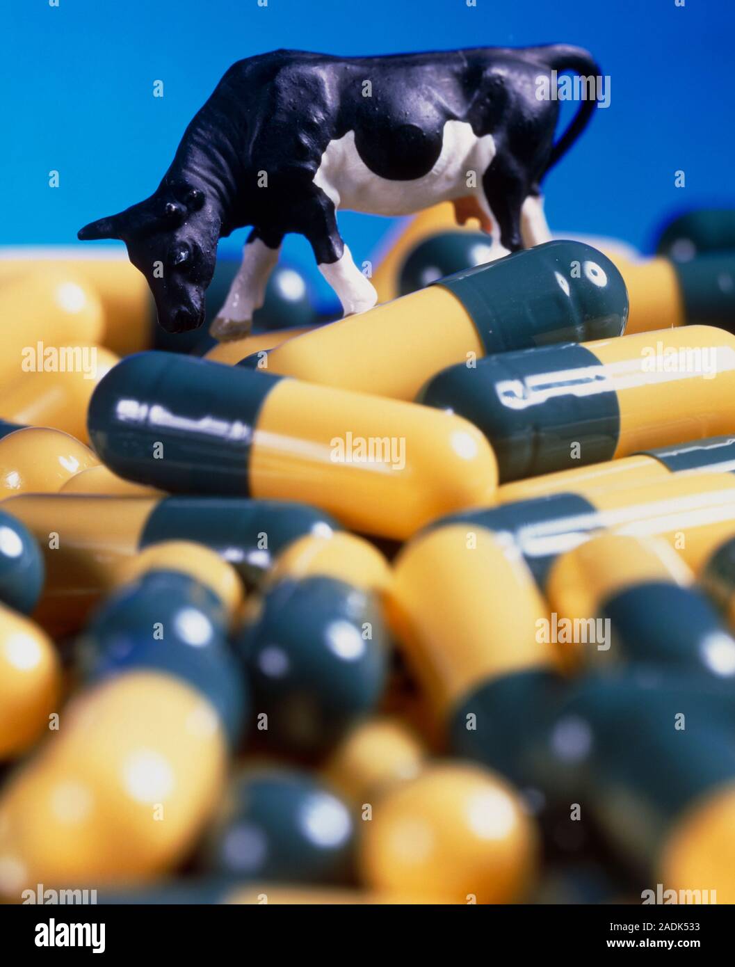 Drugs in cattle. Conceptual image of a cow grazing on giant drug ...