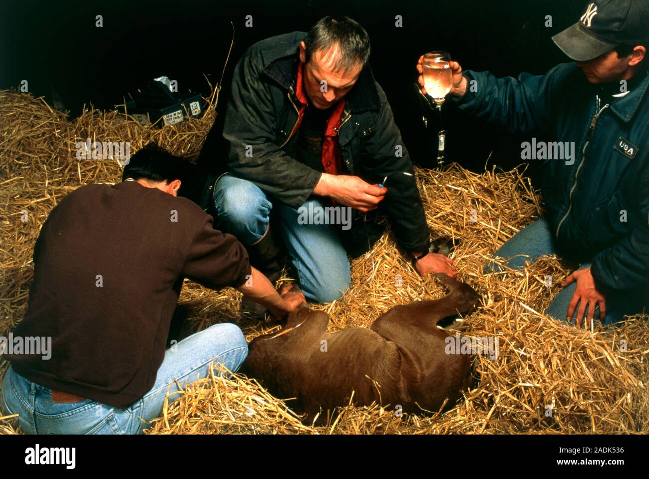 Newborn foal care. Veterinarian giving a weak newborn foal an ...