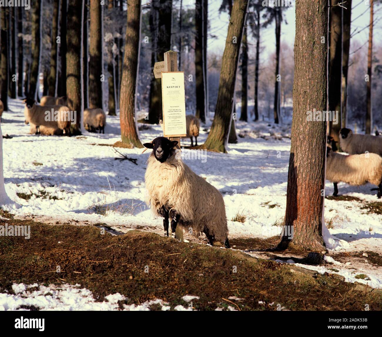 Foot and mouth disease. Sheep standing by a sign warning of an outbreak ...