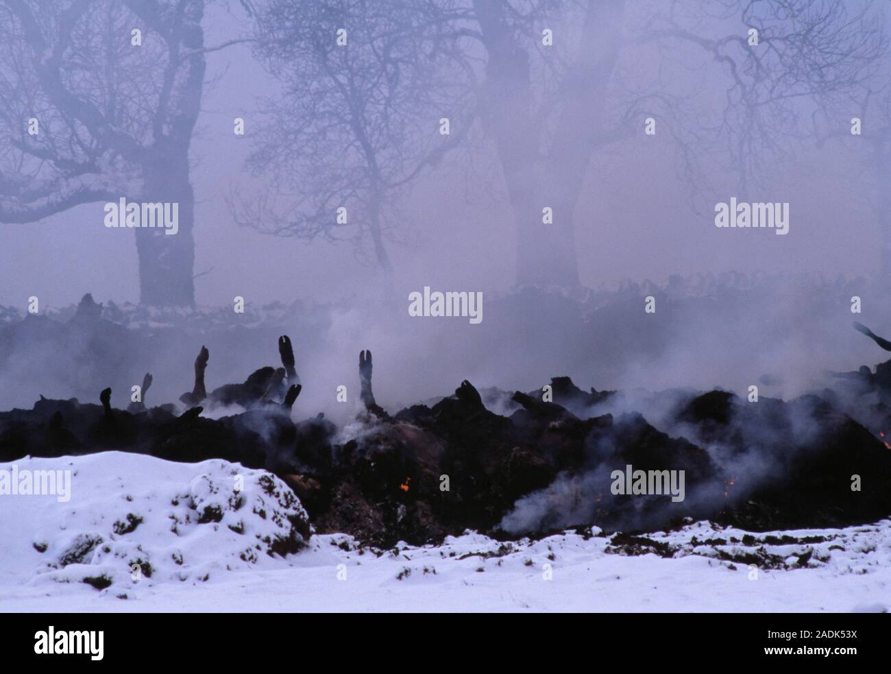 Foot and mouth disease. Smoke rising from a pyre of burning cows ...