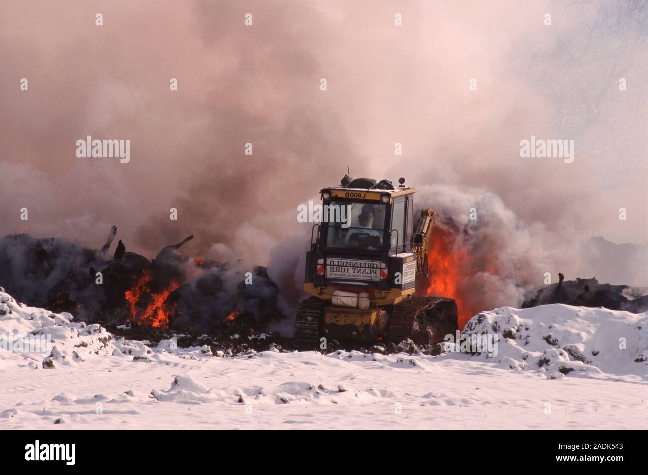 Foot and mouth disease. Bulldozer working on a pyre of burning cows ...