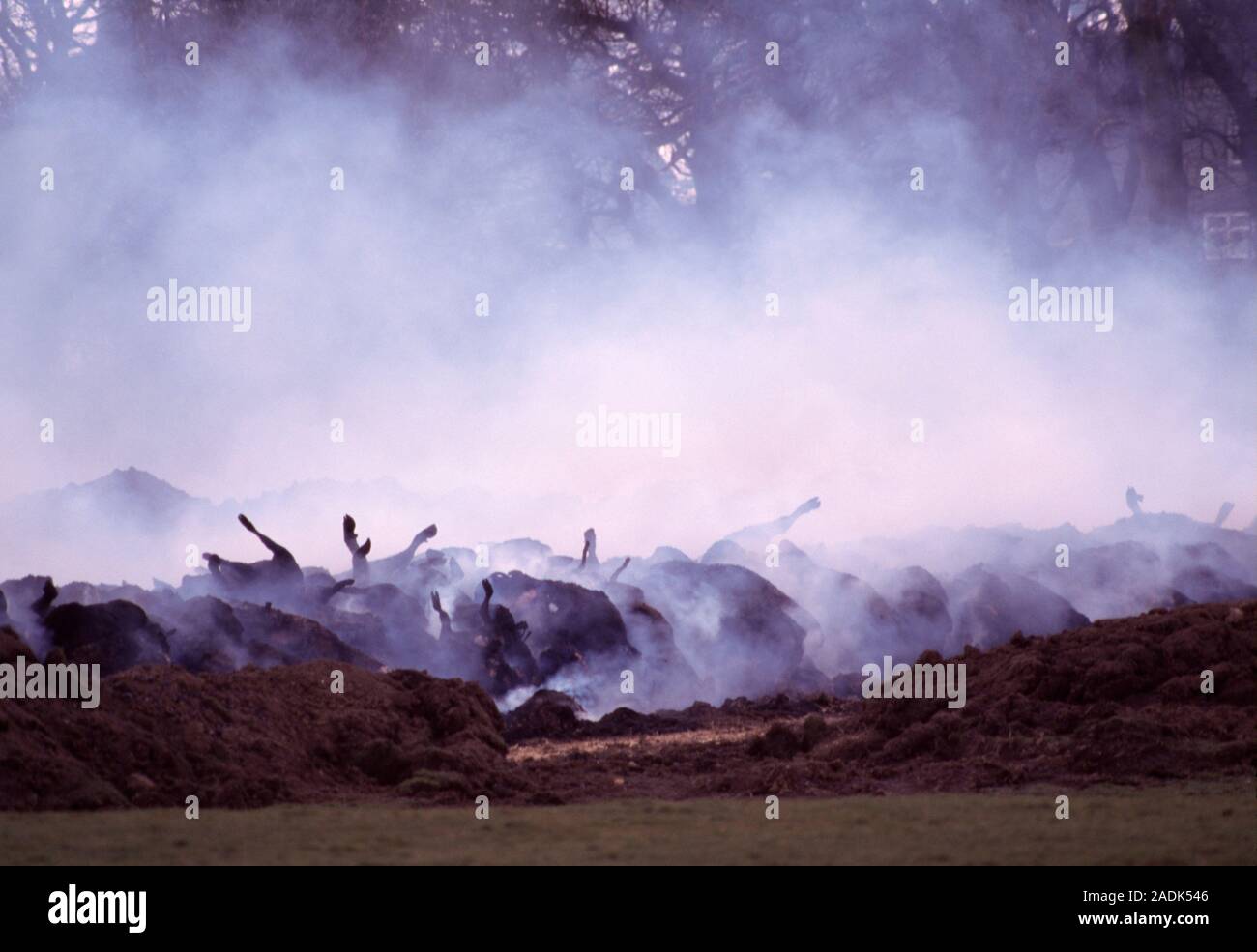 Foot and mouth disease. Smoke rising from pyres of burning cows ...