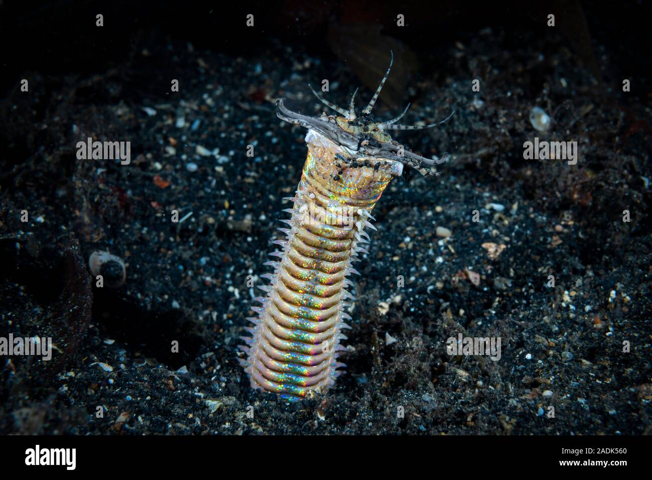 Bobbit Worm Eunice aphroditois Stock Photo - Alamy