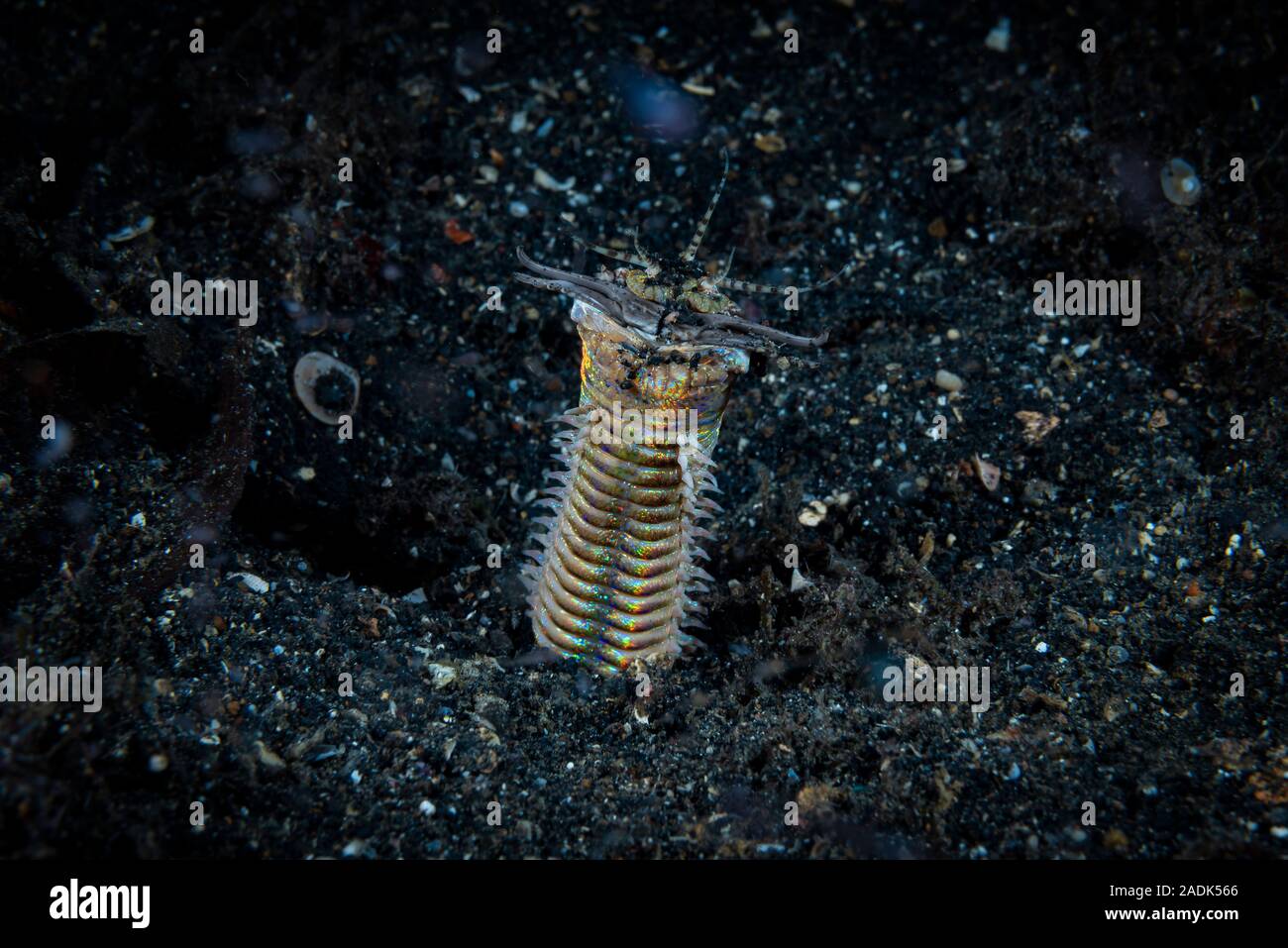 Bobbit Worm Eunice aphroditois Stock Photo - Alamy