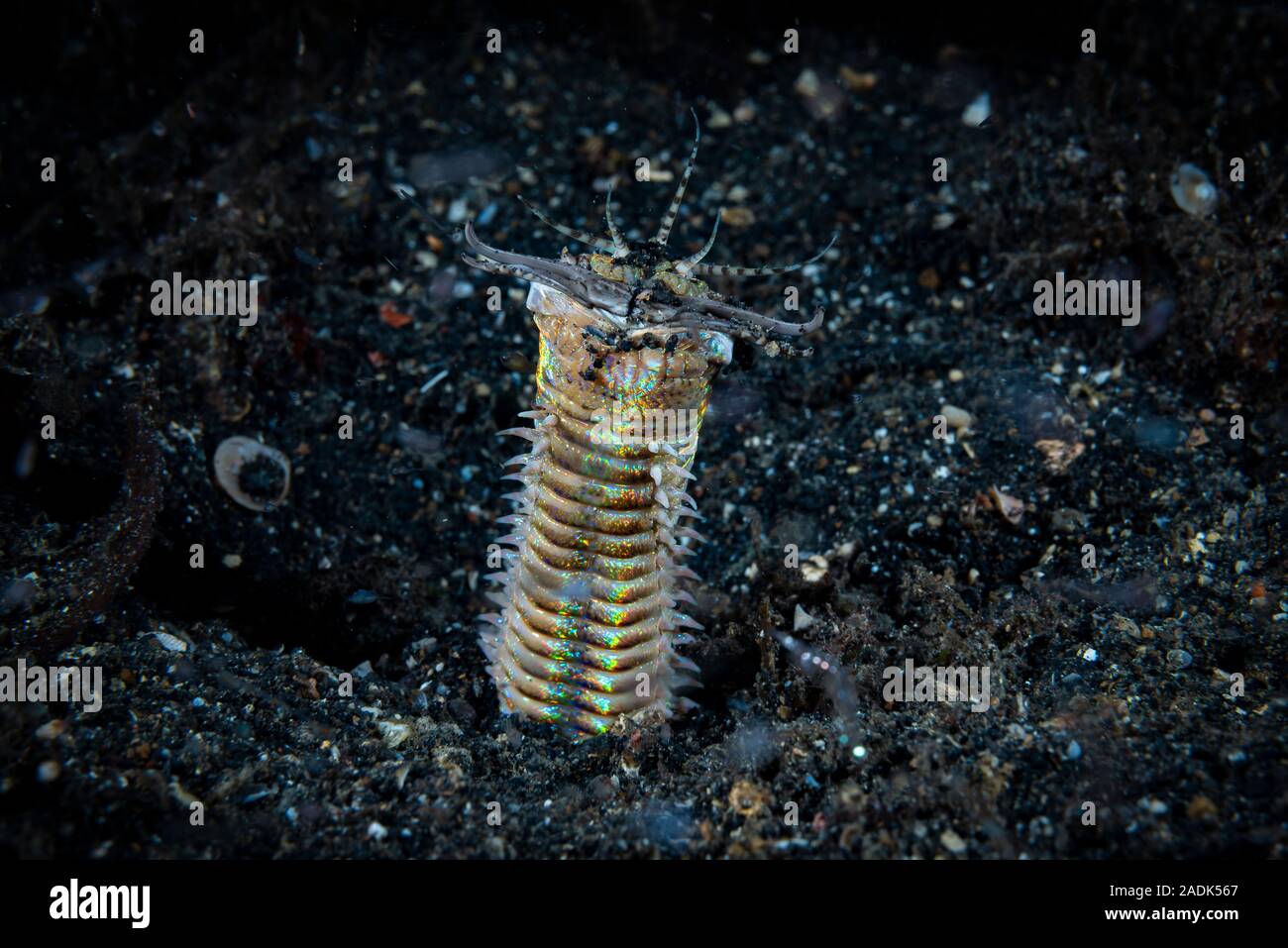Bobbit Worm Eunice aphroditois Stock Photo - Alamy