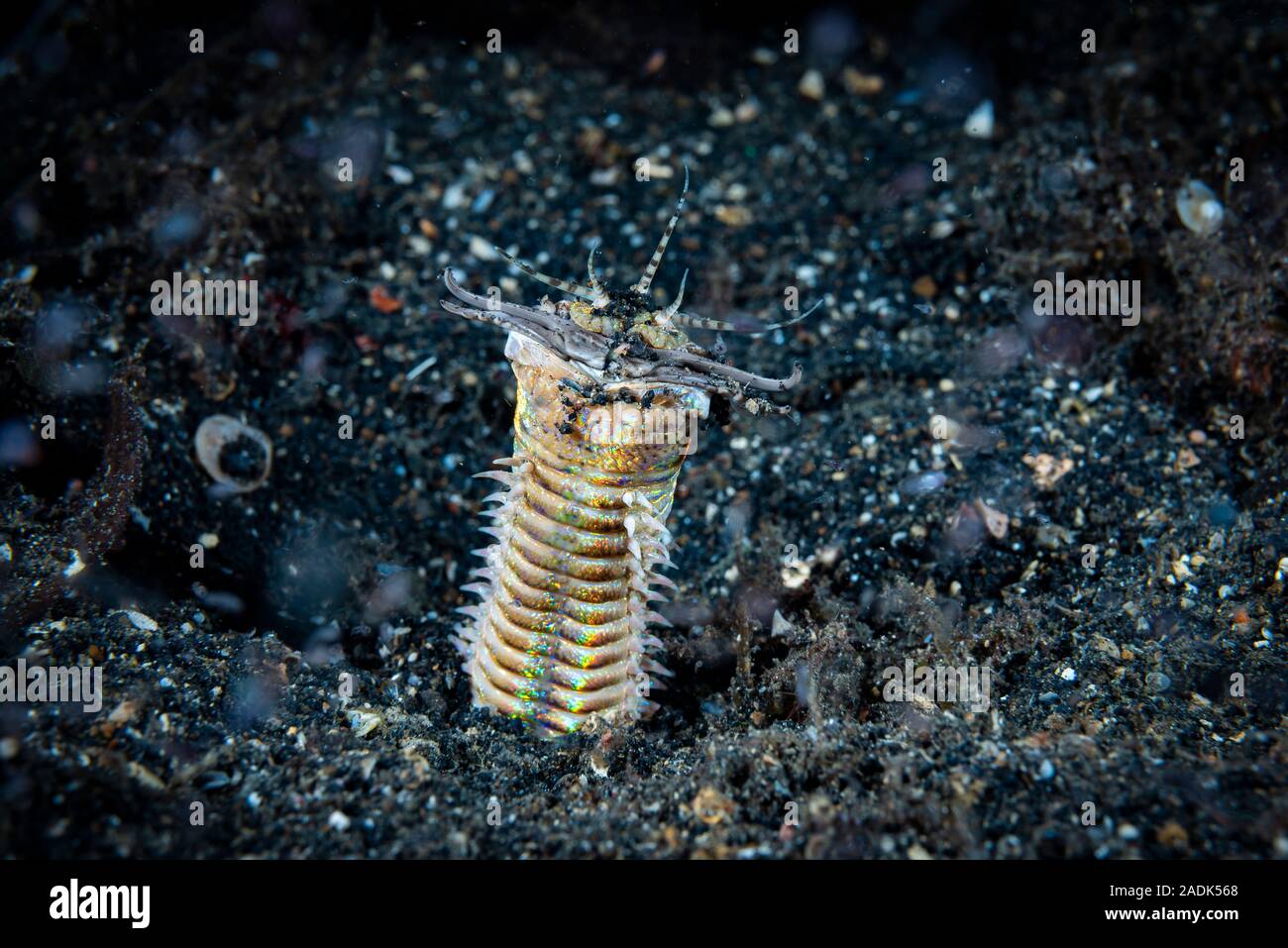 Bobbit Worm Eunice aphroditois Stock Photo - Alamy