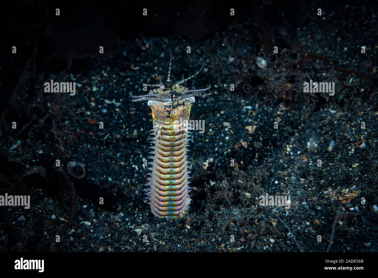 Bobbit Worm Eunice aphroditois Stock Photo - Alamy