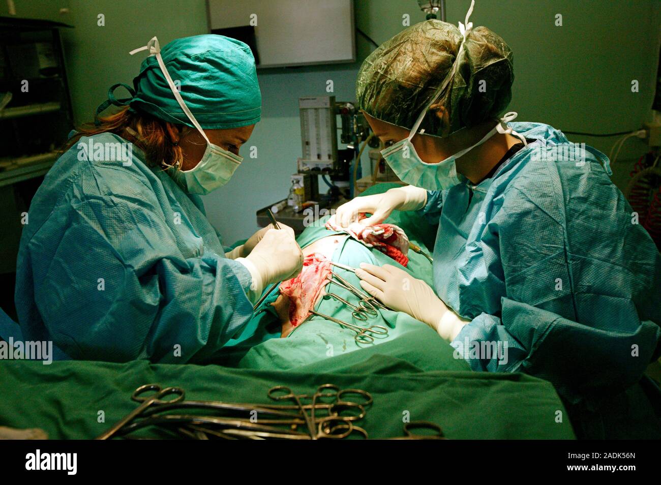 Animal surgery. Veterinarians operating on a dog. They are treating the ...