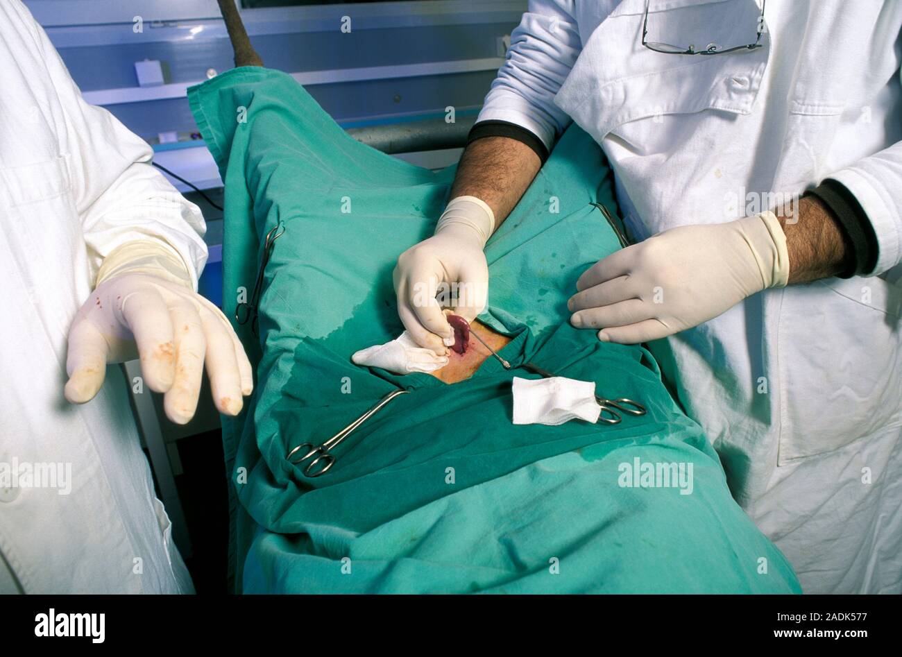 Harvesting red deer egg cells. Two veterinary surgeons harvesting ova ...