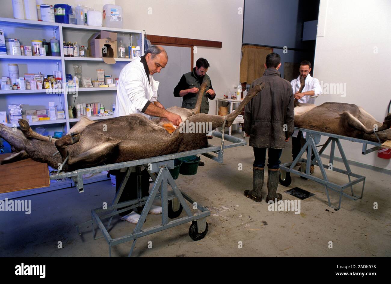 Preparing a deer for surgery. Veterinarian shaving the abdomen of a red ...