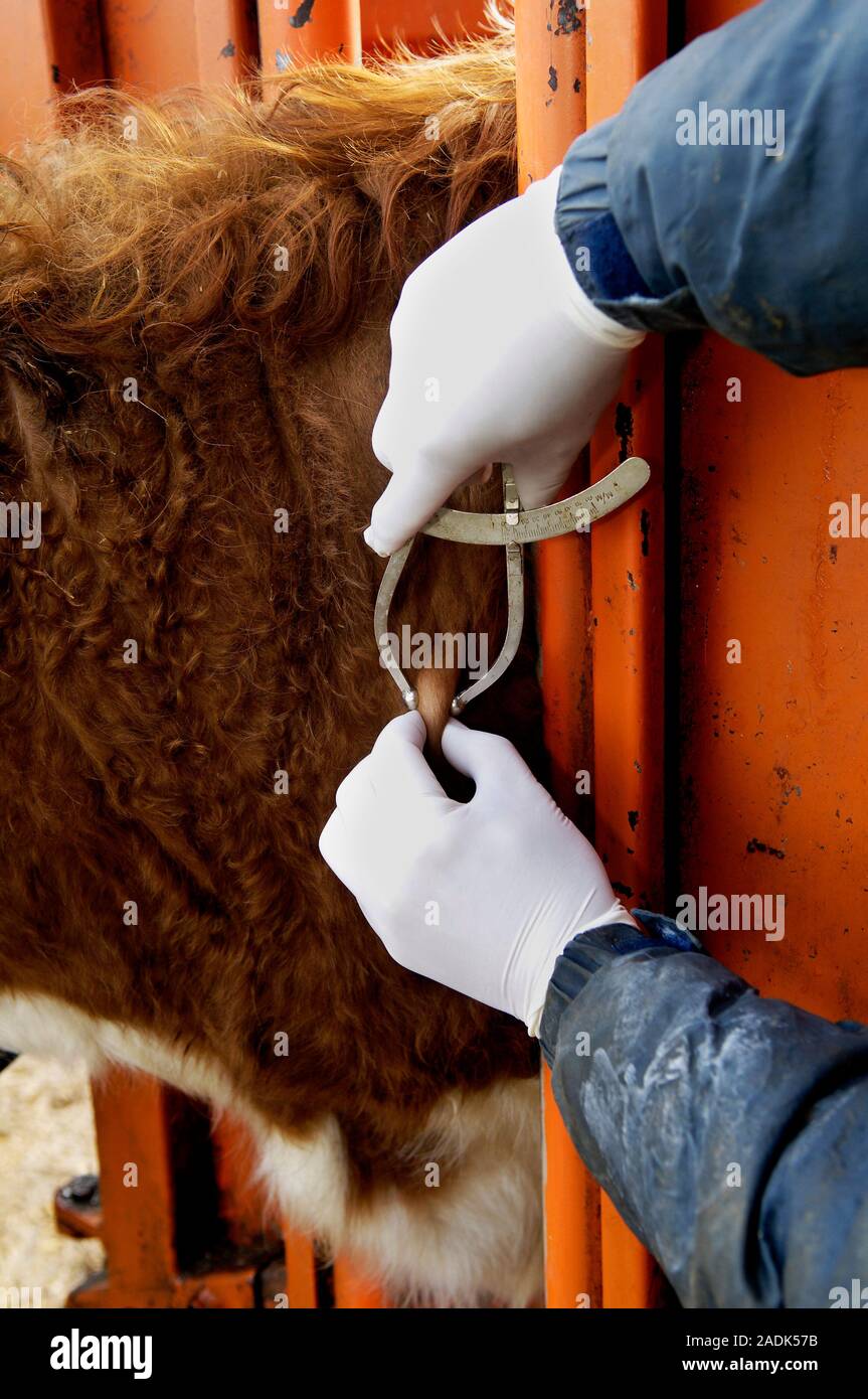 Bovine tuberculosis screening. Vet measuring a fold of skin on the neck ...