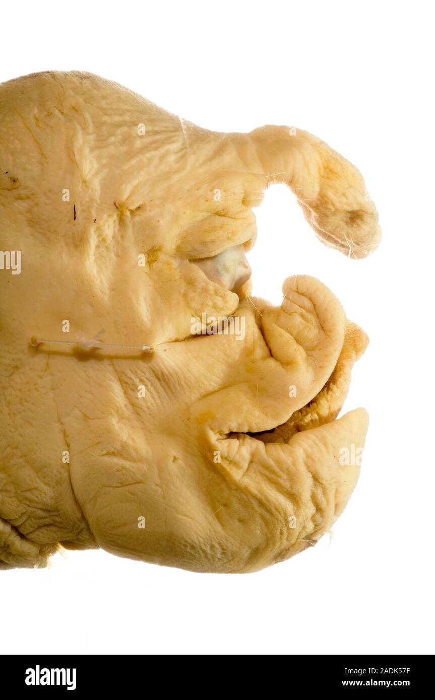 Deformed piglet. Preserved head of a piglet (Sus scrofa domestica) with ...