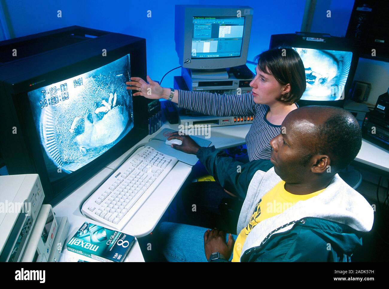 Researchers observing animal behaviour. Two research assistants observe ...
