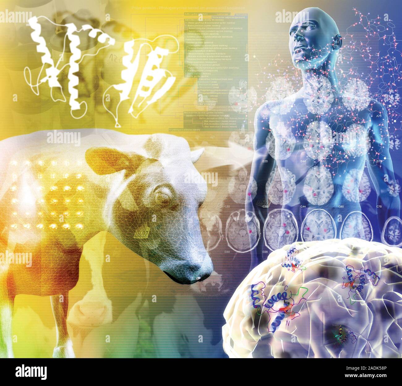 Mad cow disease, composite image. At top left is a molecular model ...