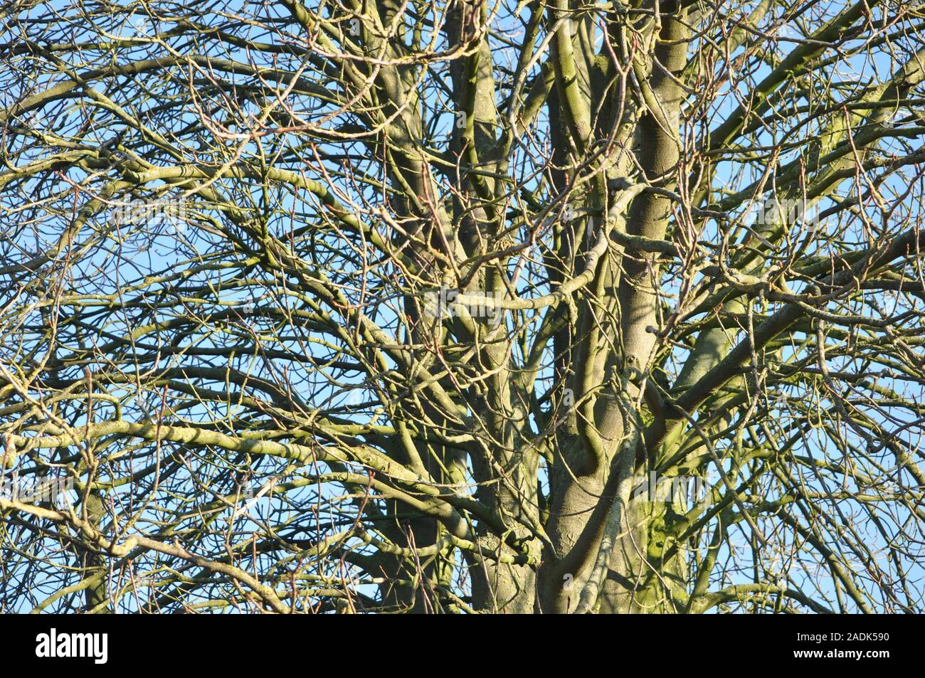 Tree Trees In Sudbrook Lincolnshire Stock Photo - Alamy
