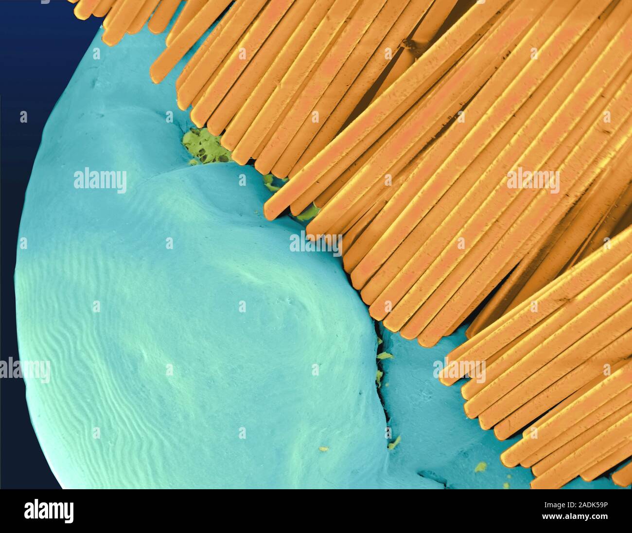 Toothbrushing. Coloured scanning electron micrograph (SEM) of ...