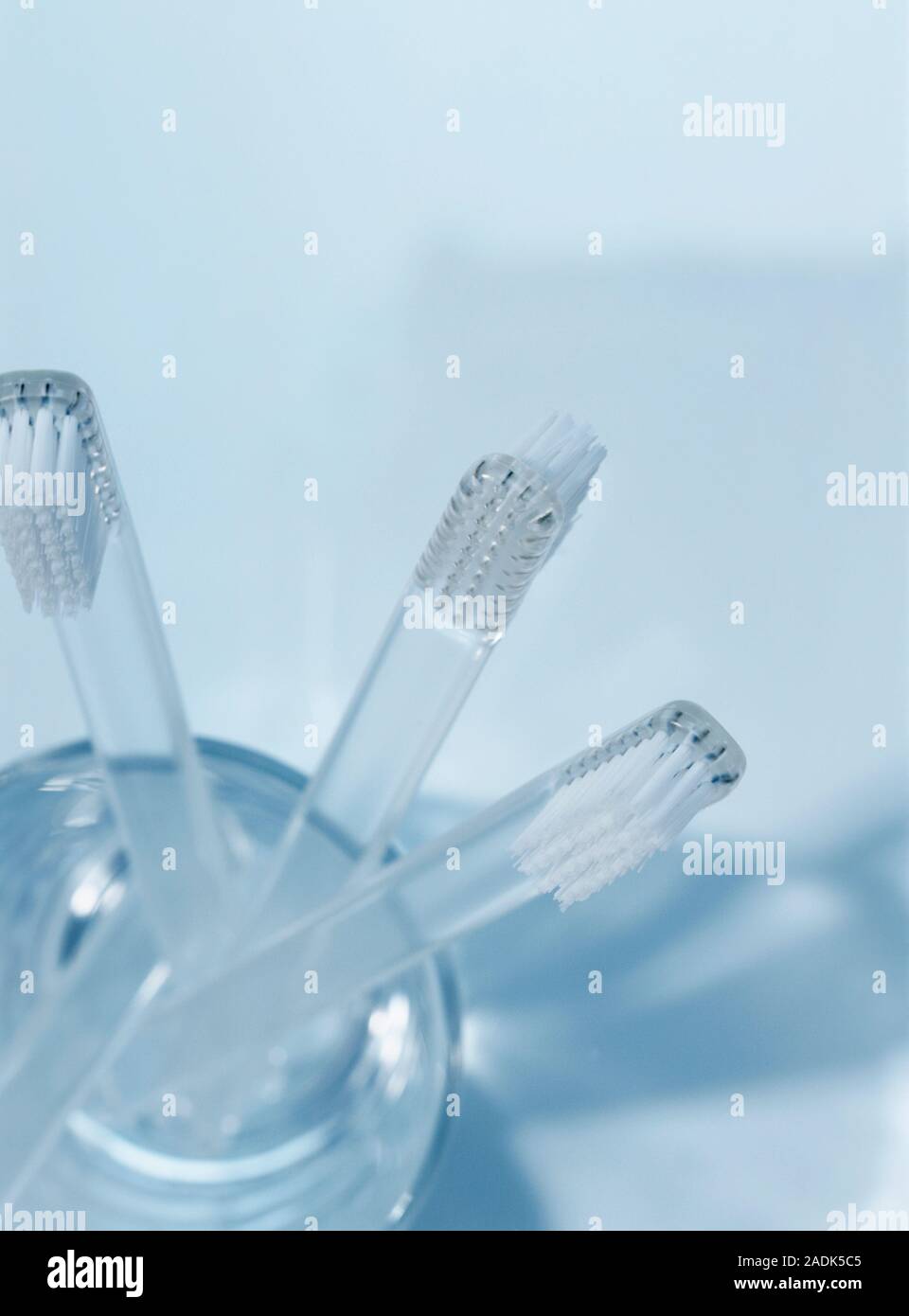 Toothbrushes in a glass. Regular toothbrushing helps to prevent tooth ...