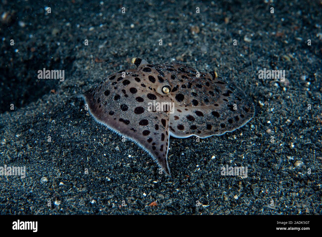 Moon-headed Sidegill Slug Euselenops luniceps Stock Photo - Alamy