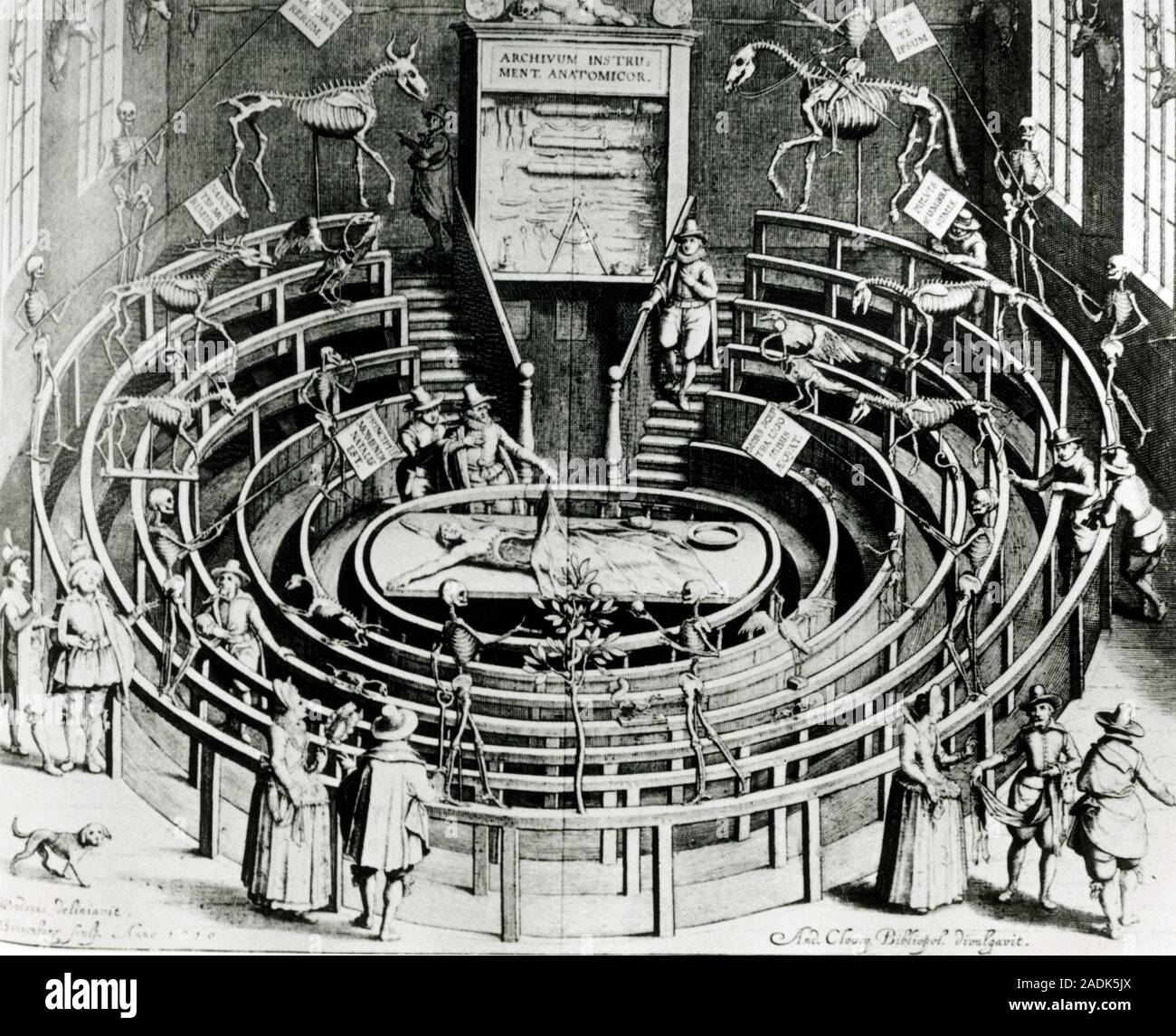 17th century dissection. Historical artwork of a dissected man in the ...