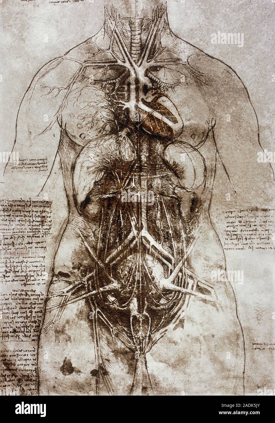 Female anatomy. Historical artwork of the female anatomy by the Italian ...
