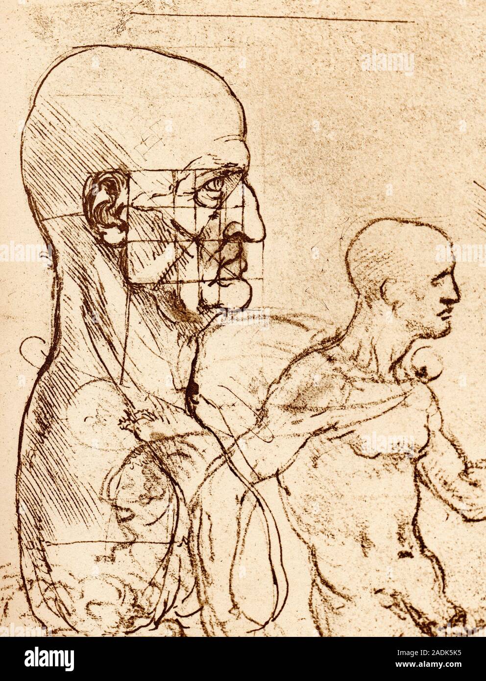 Body anatomy. Drawings of human body anatomy by the Italian artist and ...