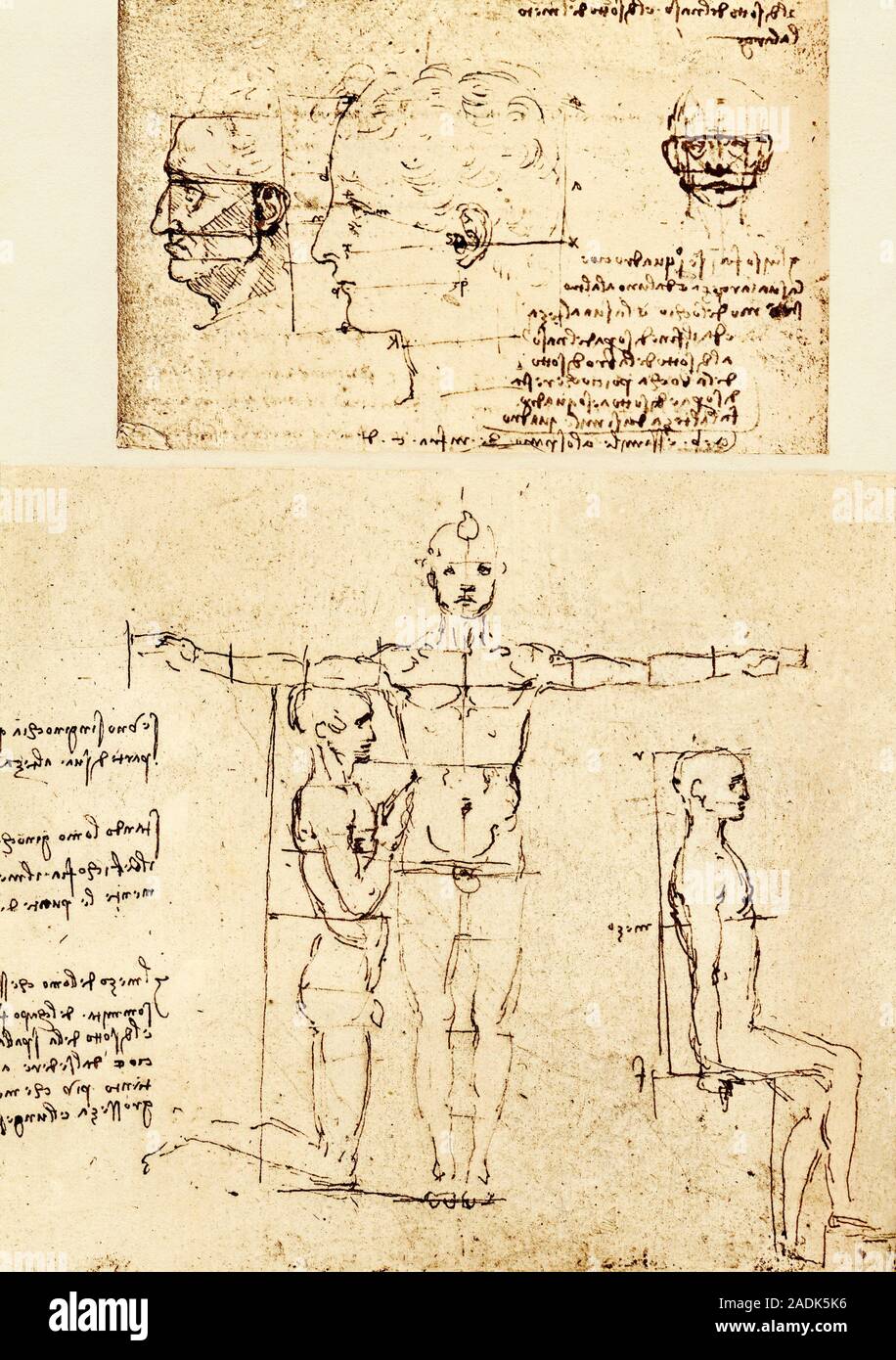 Body anatomy. Drawings of human body anatomy by the Italian artist and ...