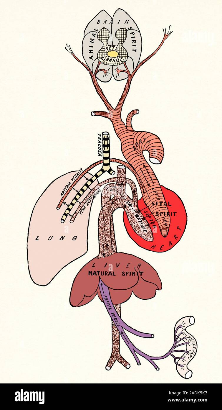 Galen's spirit system. Historical artwork of the internal organs ...