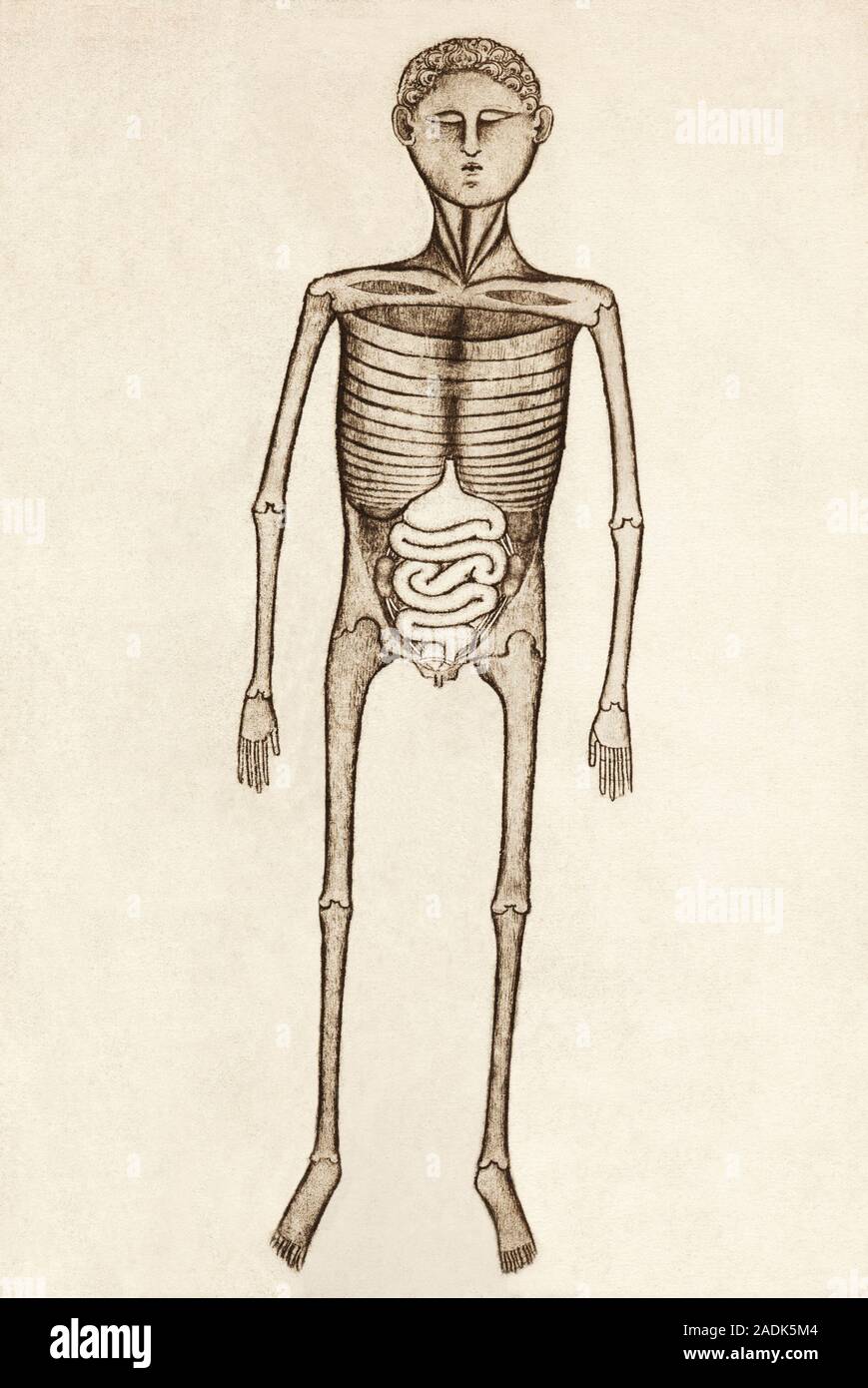 Internal anatomy, 14th century artwork. The skeleton, the rib cage, and ...