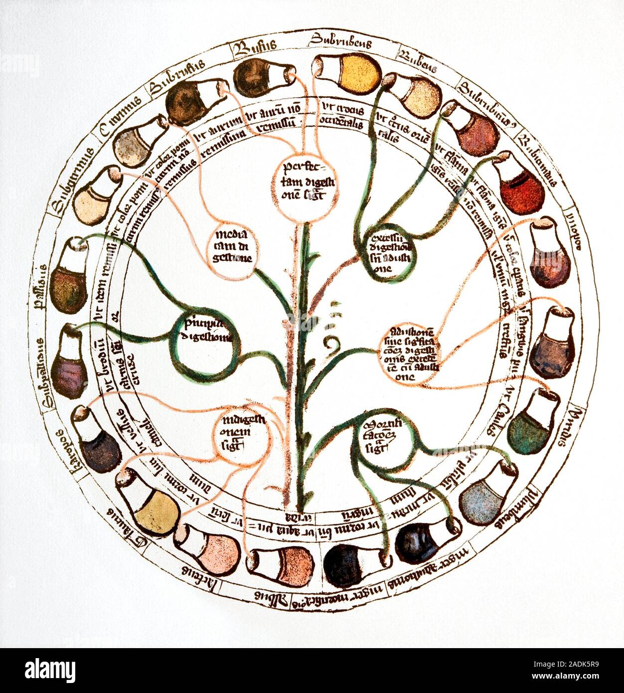 Medieval urine wheel. Labelled in Latin, this 15th century diagram ...