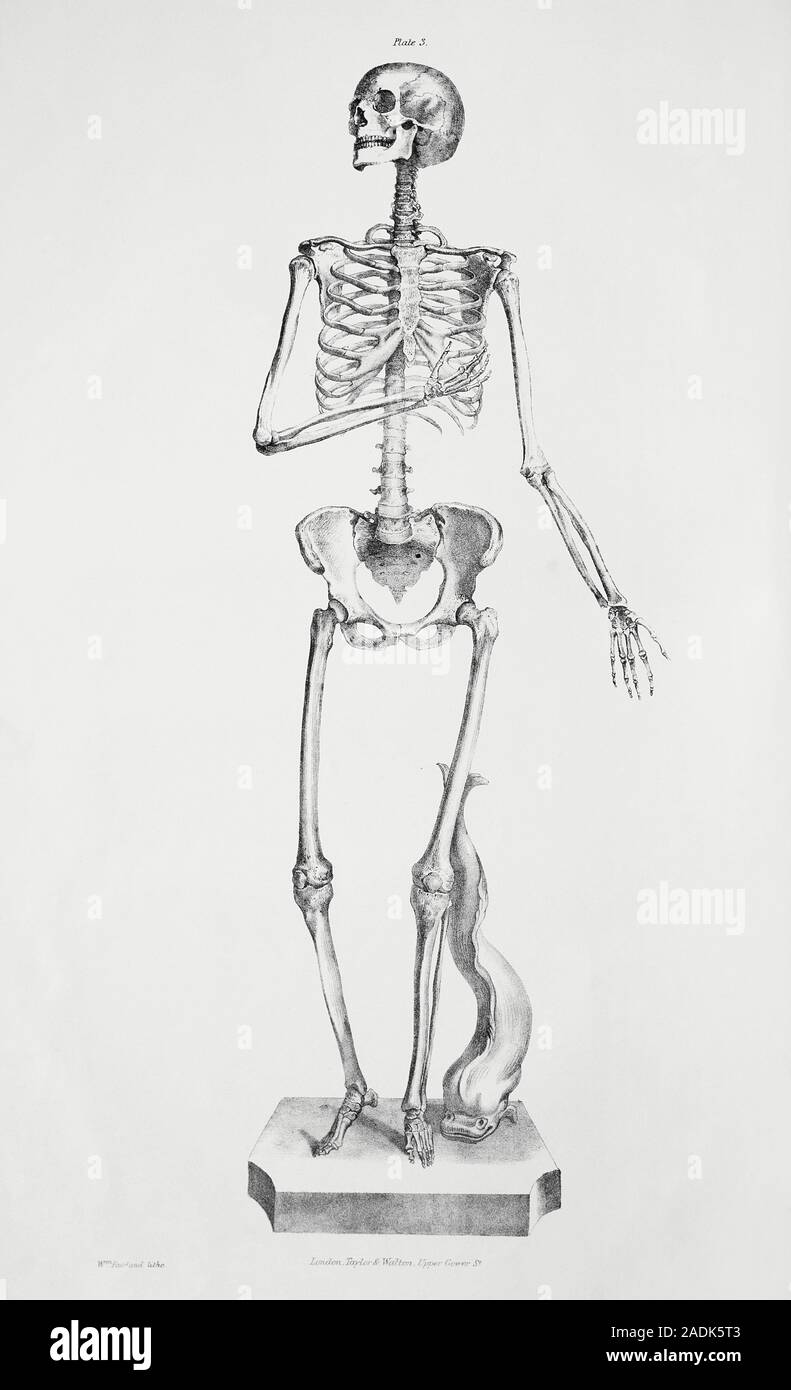 Female skeleton. Historical anatomical artwork of the skeleton of a ...