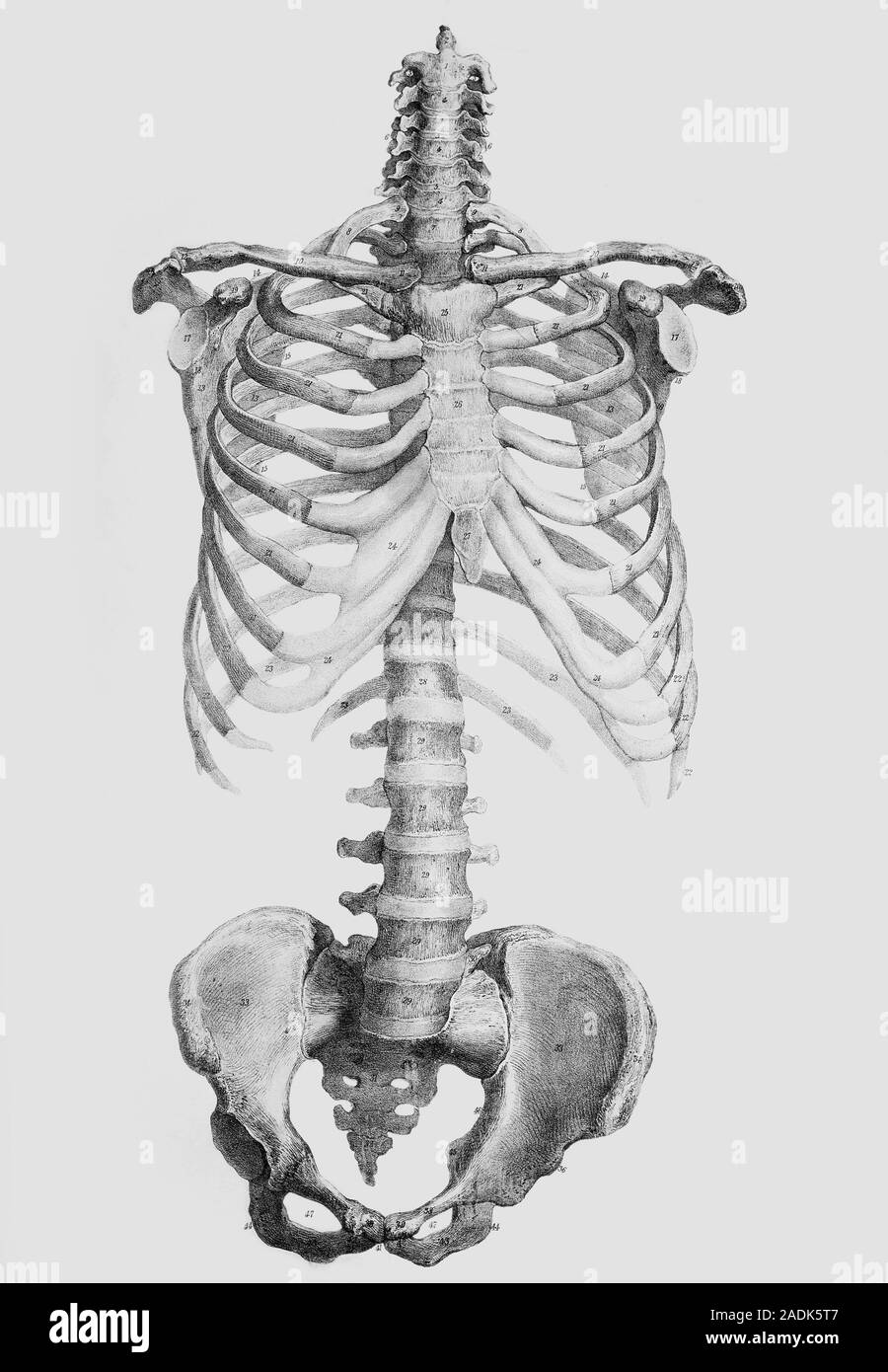 Torso bones. Historical anatomical artwork of the bones of the human ...
