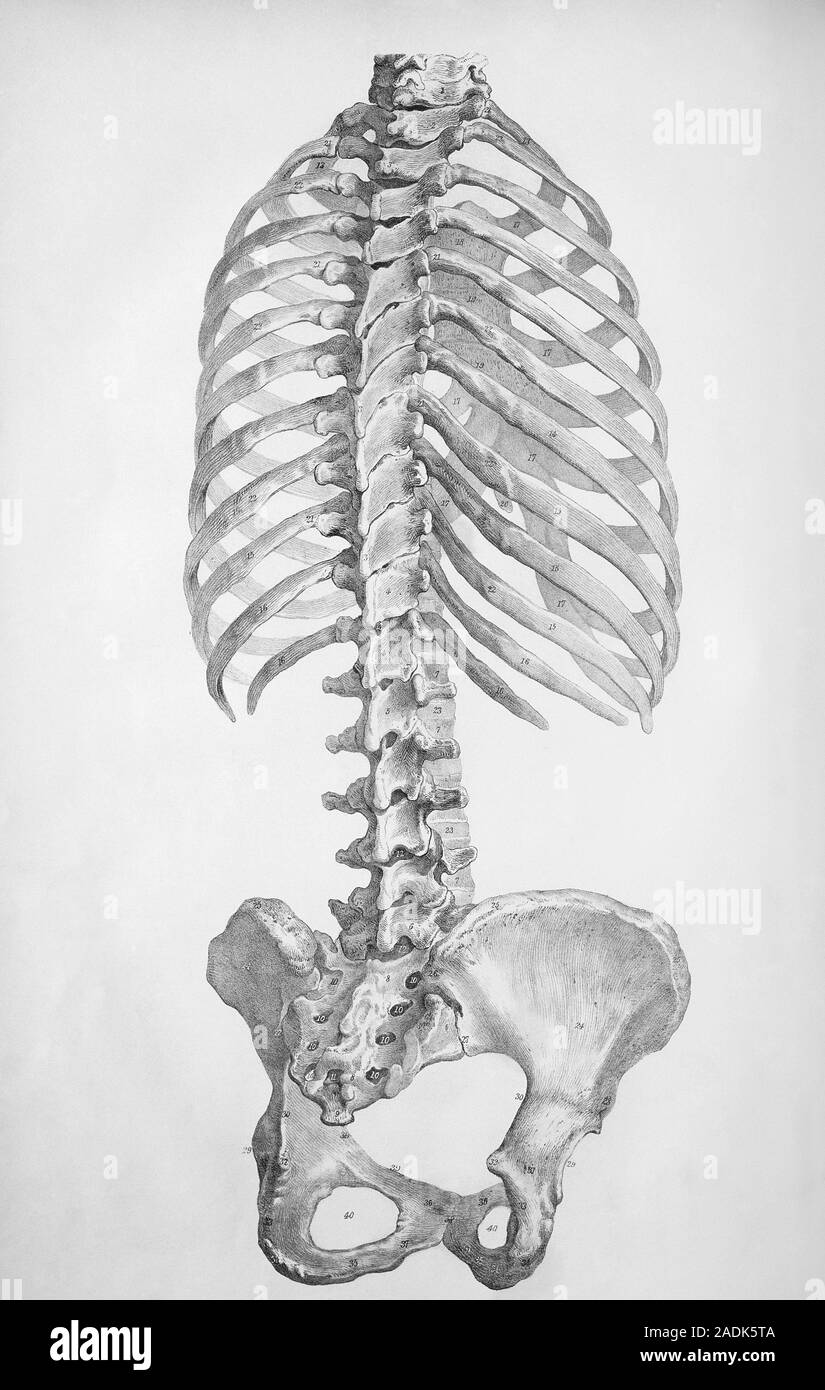 Torso bones. Historical anatomical artwork of the bones of the human ...