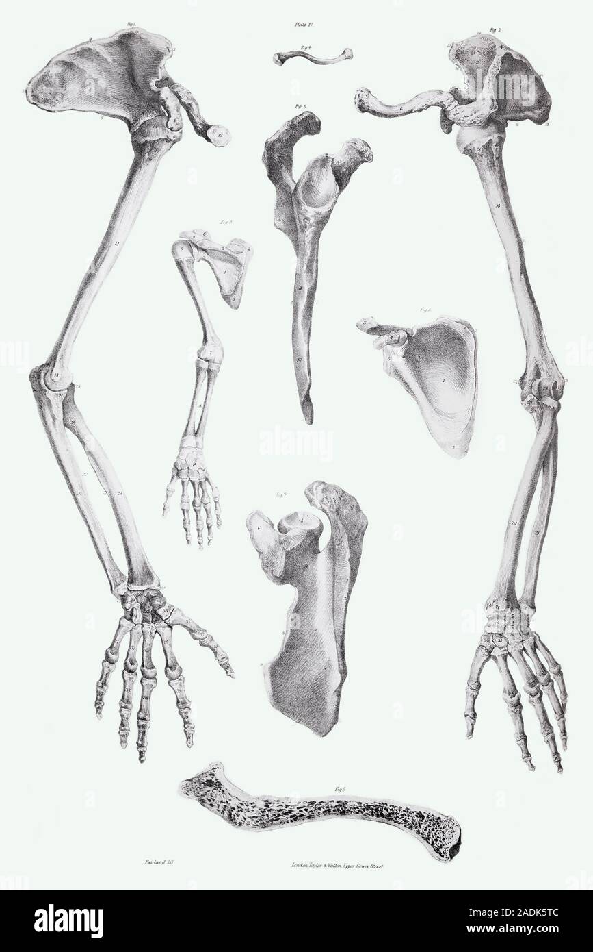 Arm bones. Historical anatomical artwork of the bones of the human arm ...