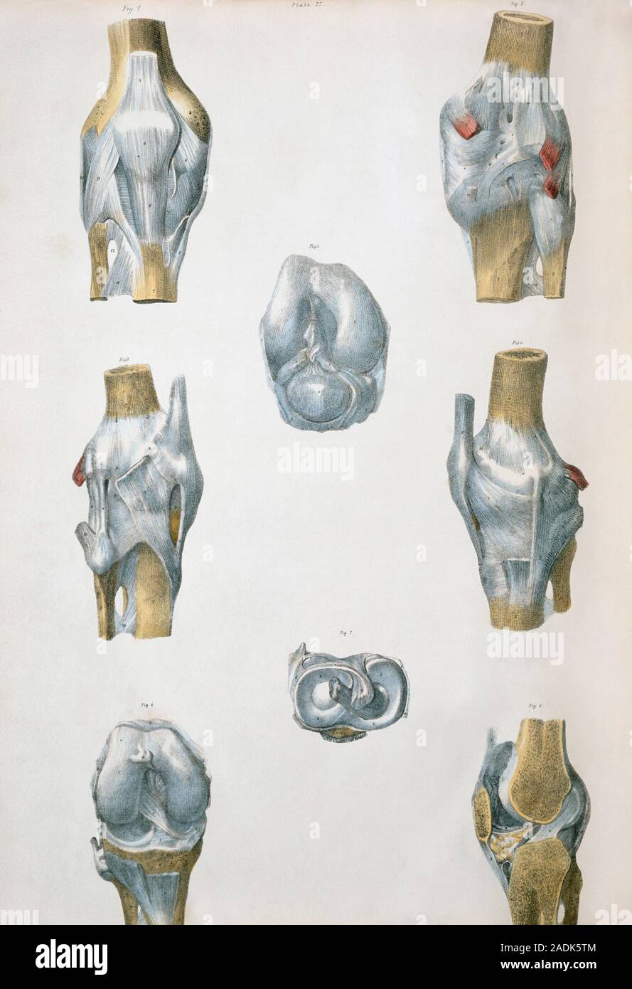 Knee bones and ligaments. Historical anatomical artwork of knee bones ...