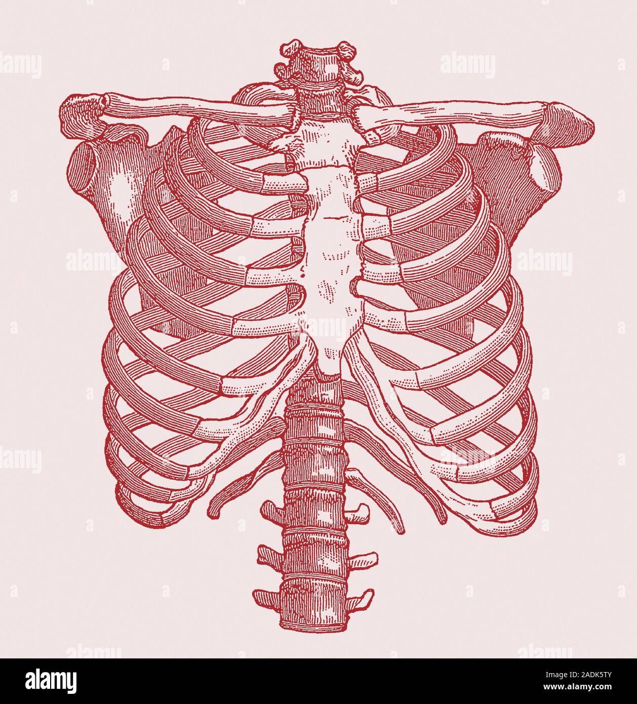 Chest bones. Historical artwork of the bones of the human chest. The ...