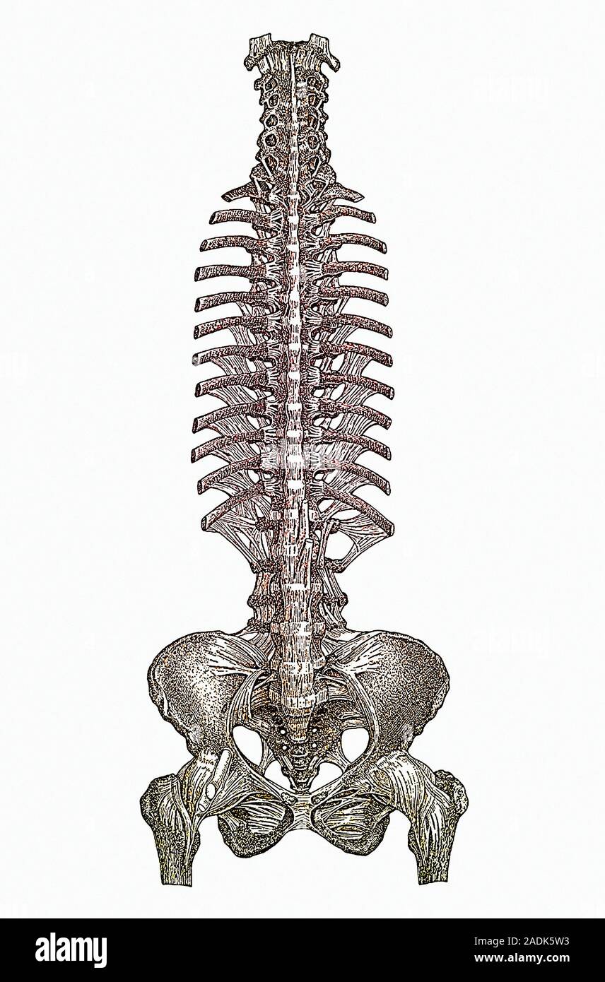 Spinal column. Historical artwork of the bones of the human spine and ...